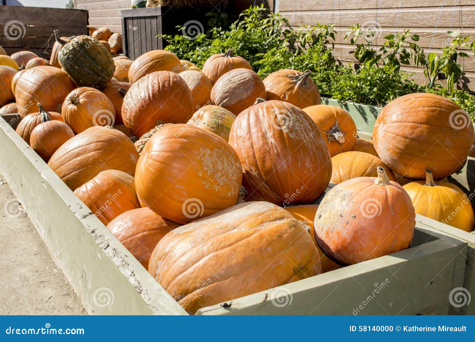 Pumkin display stock photo. Image of orange, seasonal - 58140000
