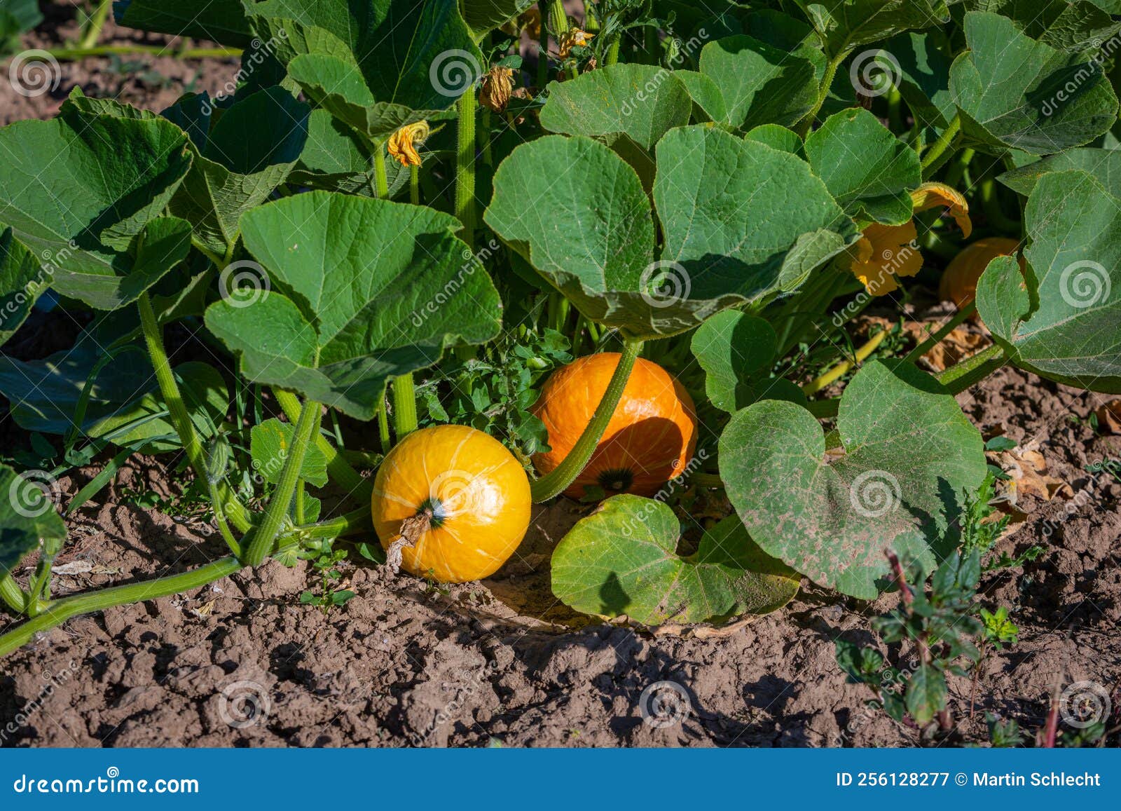 Pumkin grows in the garden stock image. Image of leafs - 256128277