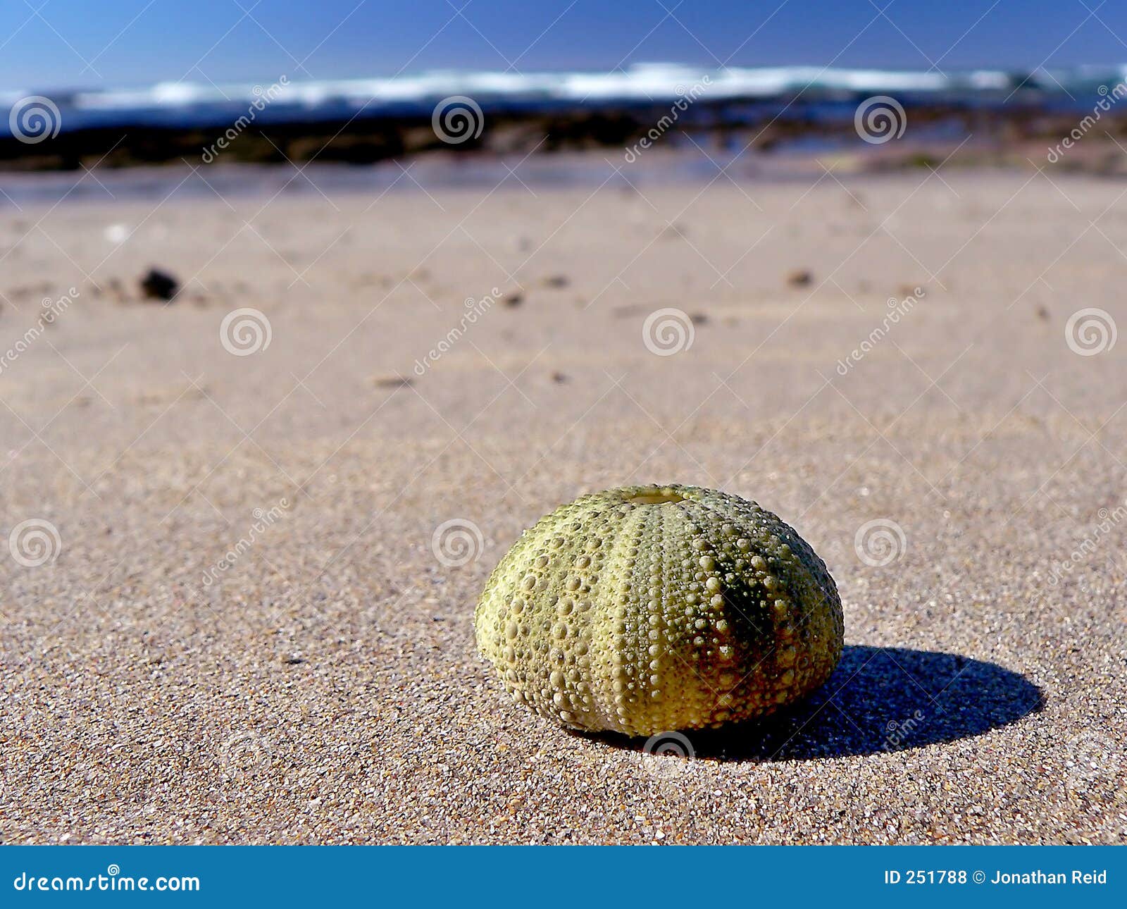 Pumkin Shell stock photo. Image of shell, summer, beaches - 251788
