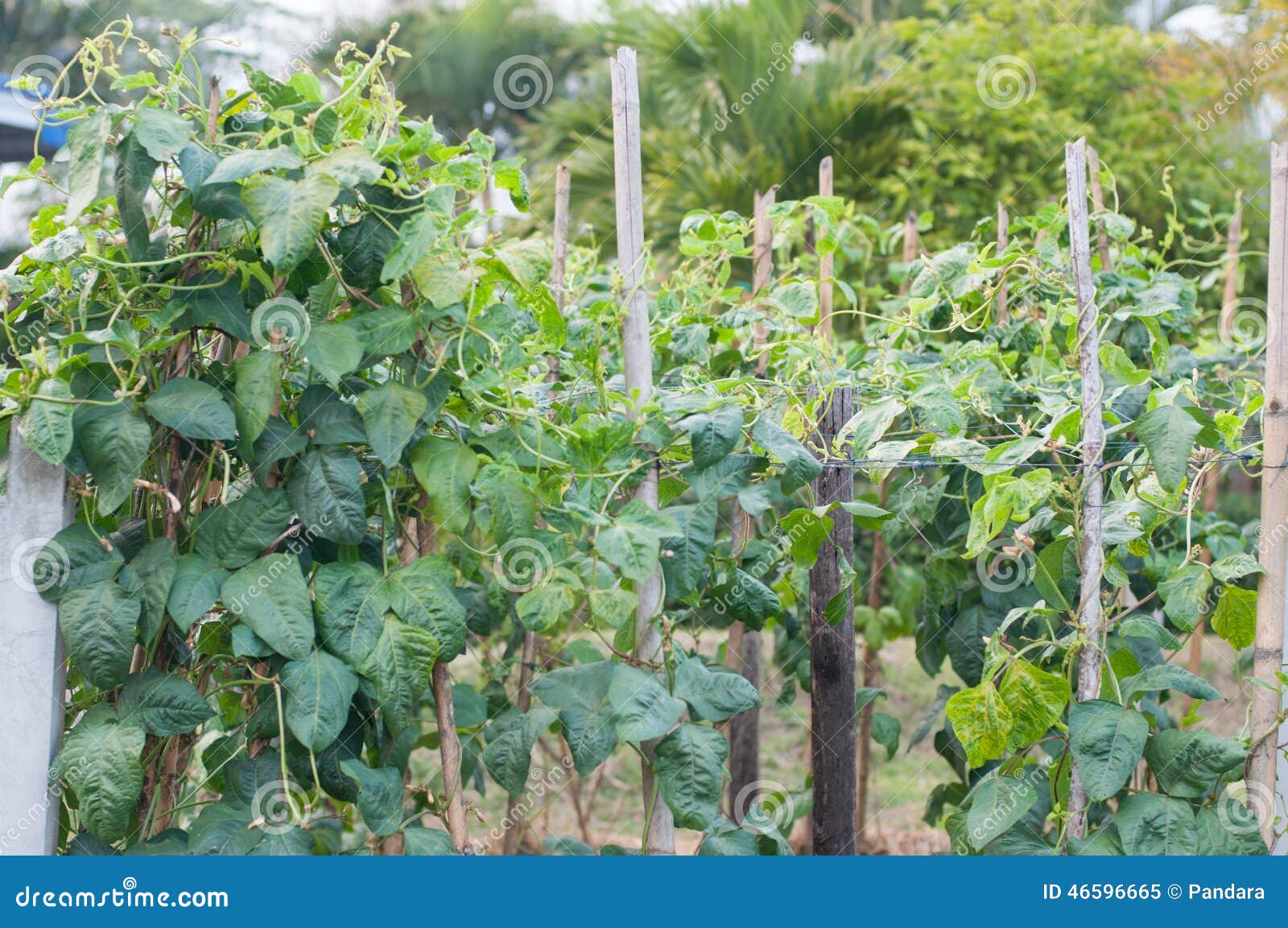 The pumkin trees in garden stock image. Image of pumkin - 46596665