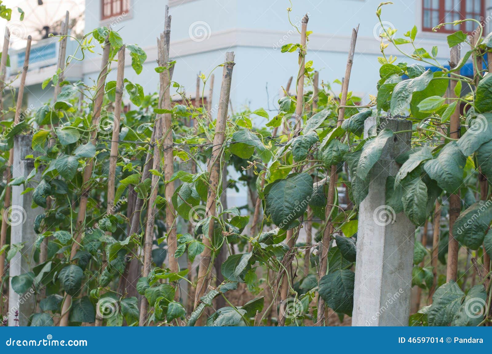 The pumkin trees in garden stock photo. Image of kitchen - 46597014