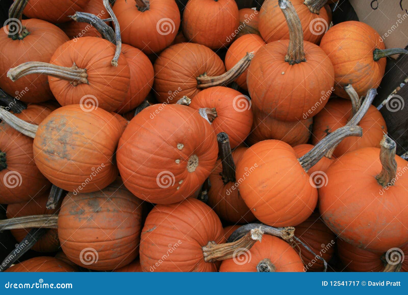 Pumkins stock image. Image of agriculture, fall, harvest - 12541717