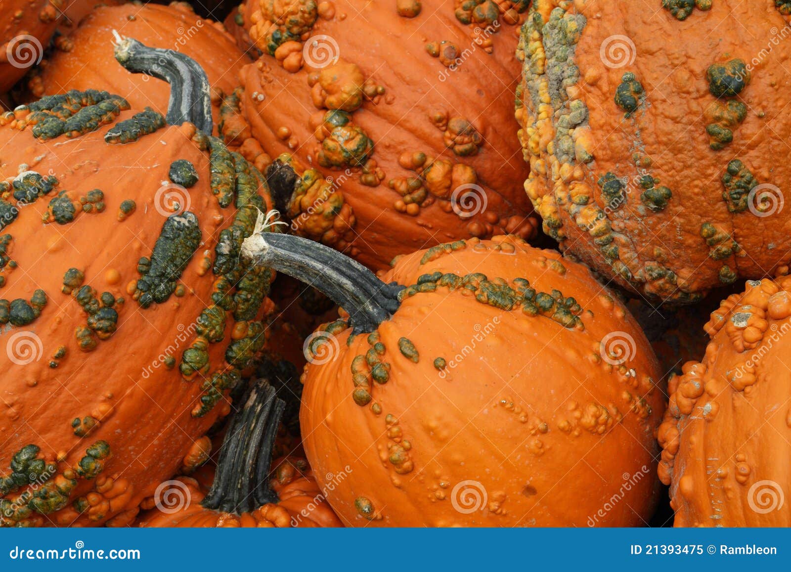 Pumkins stock image. Image of orange, fall, market, produce - 21393475