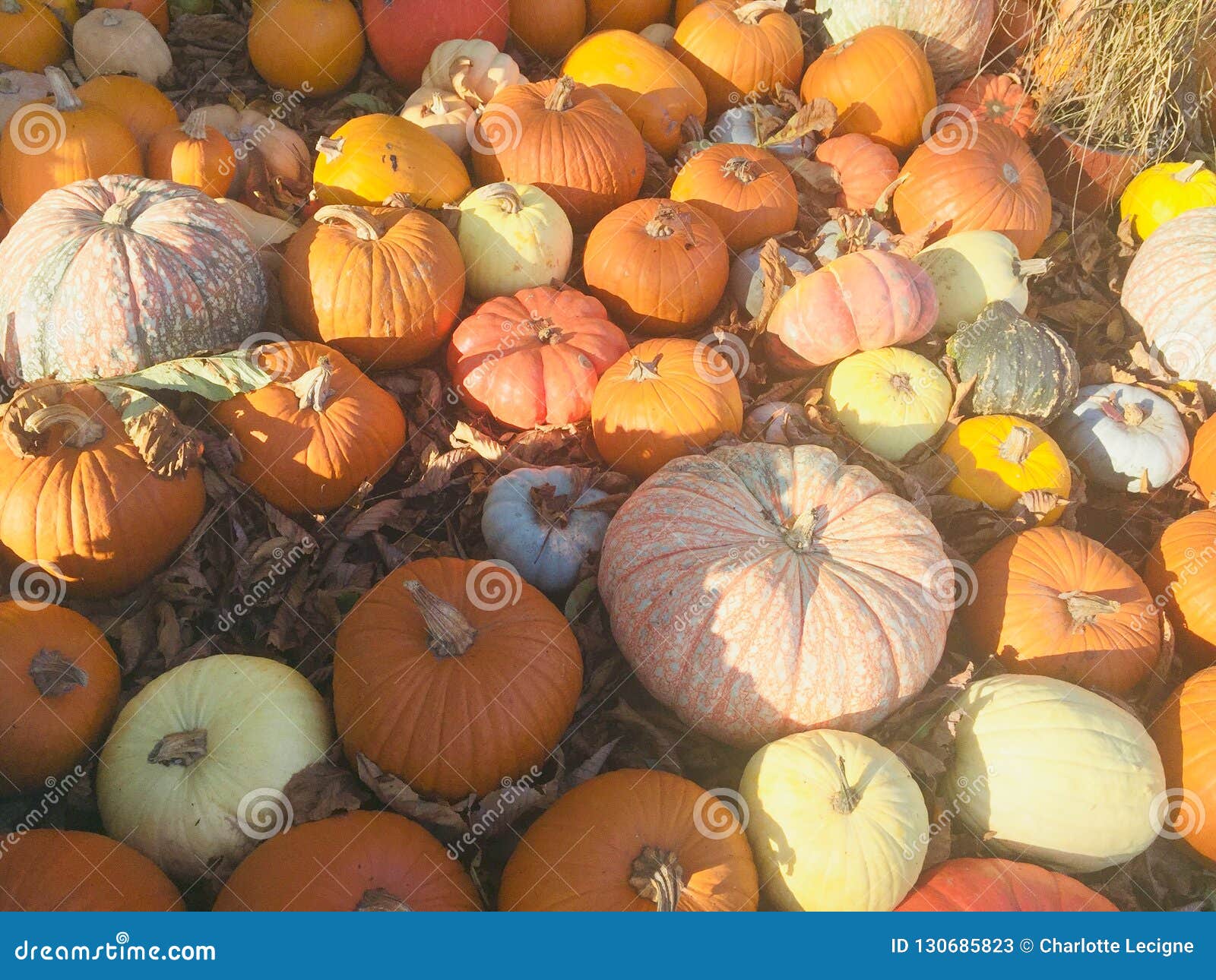 Pumpkins of Different Colours Stock Image - Image of halloween, pumkins ...