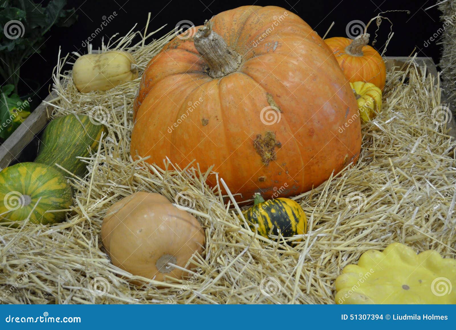 Pumkins stock photo. Image of orange, farm, pumkins, pumkin - 51307394