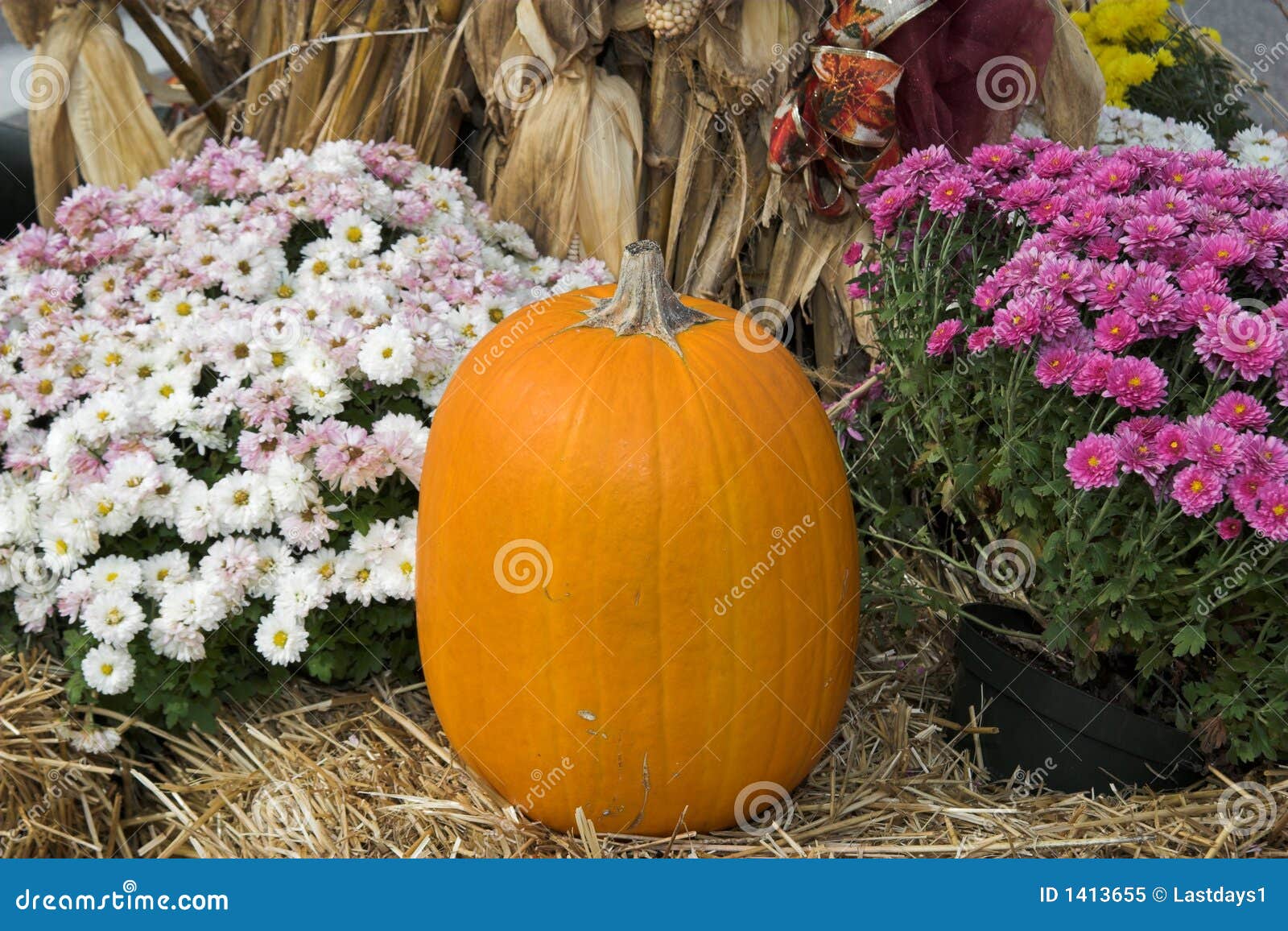Pumkins & flowers stock image. Image of corn, market - 1413655