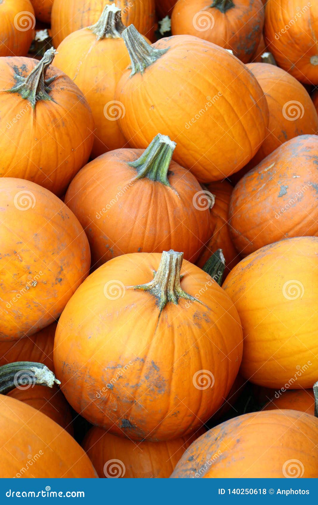 Pumkins stock photo. Image of harvest, green, fall, vegetable - 140250618