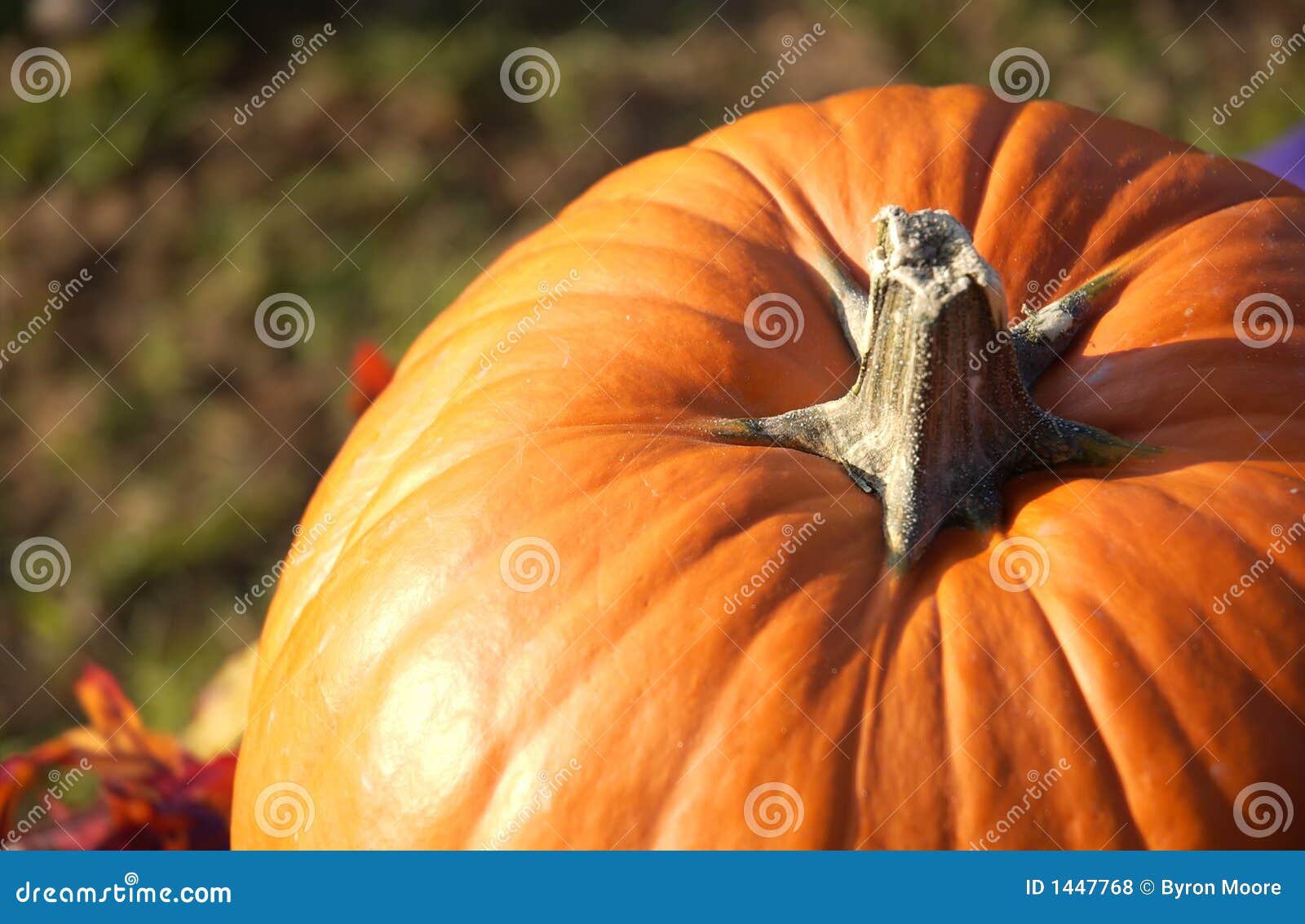 Pumpa arkivfoto. Bild av höst, gyckel, kantjustering, lyckligt - 1447768