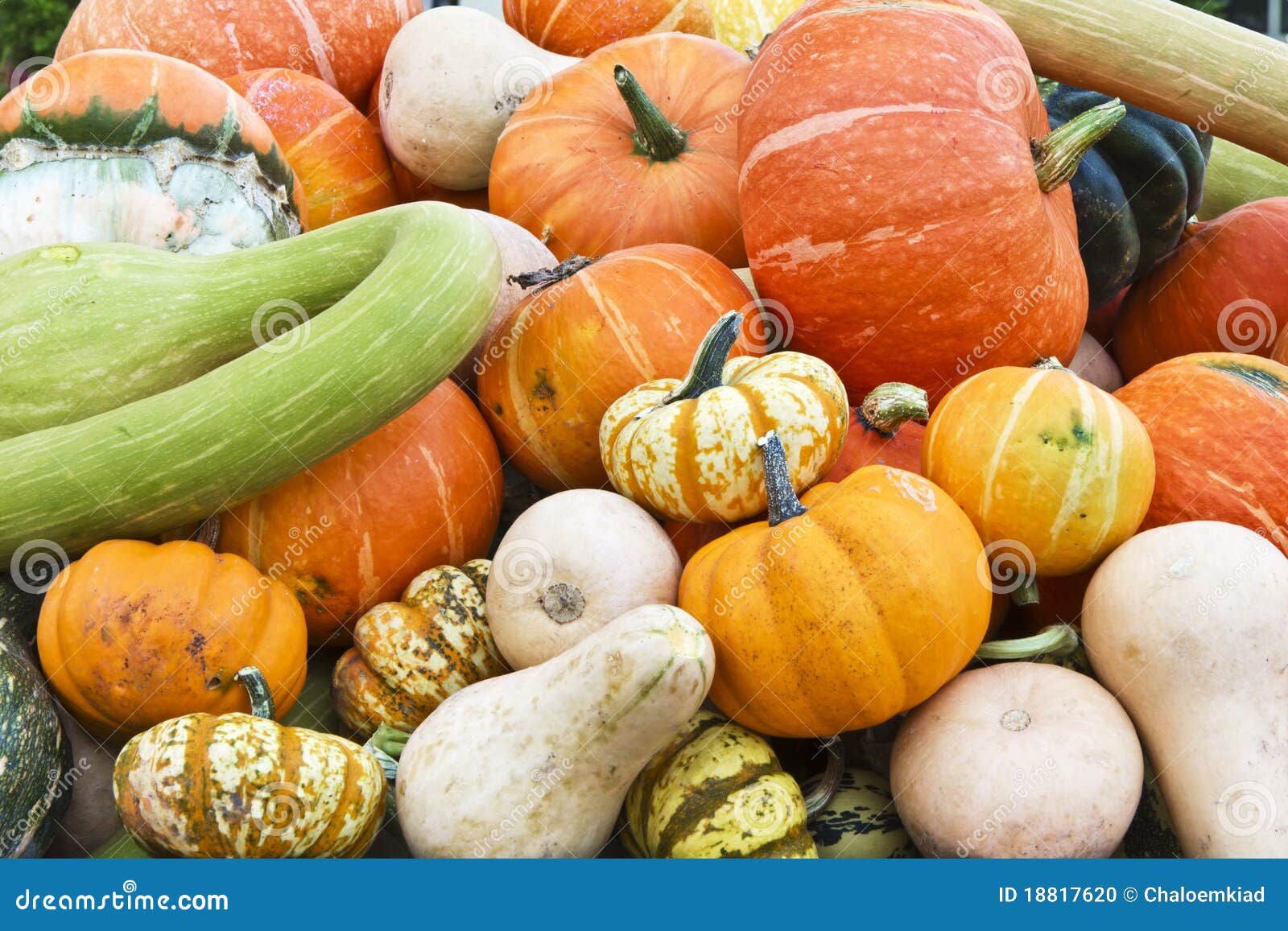 Pumpa arkivfoto. Bild av sunt, skärm, fiber, grupp, kalori - 18817620