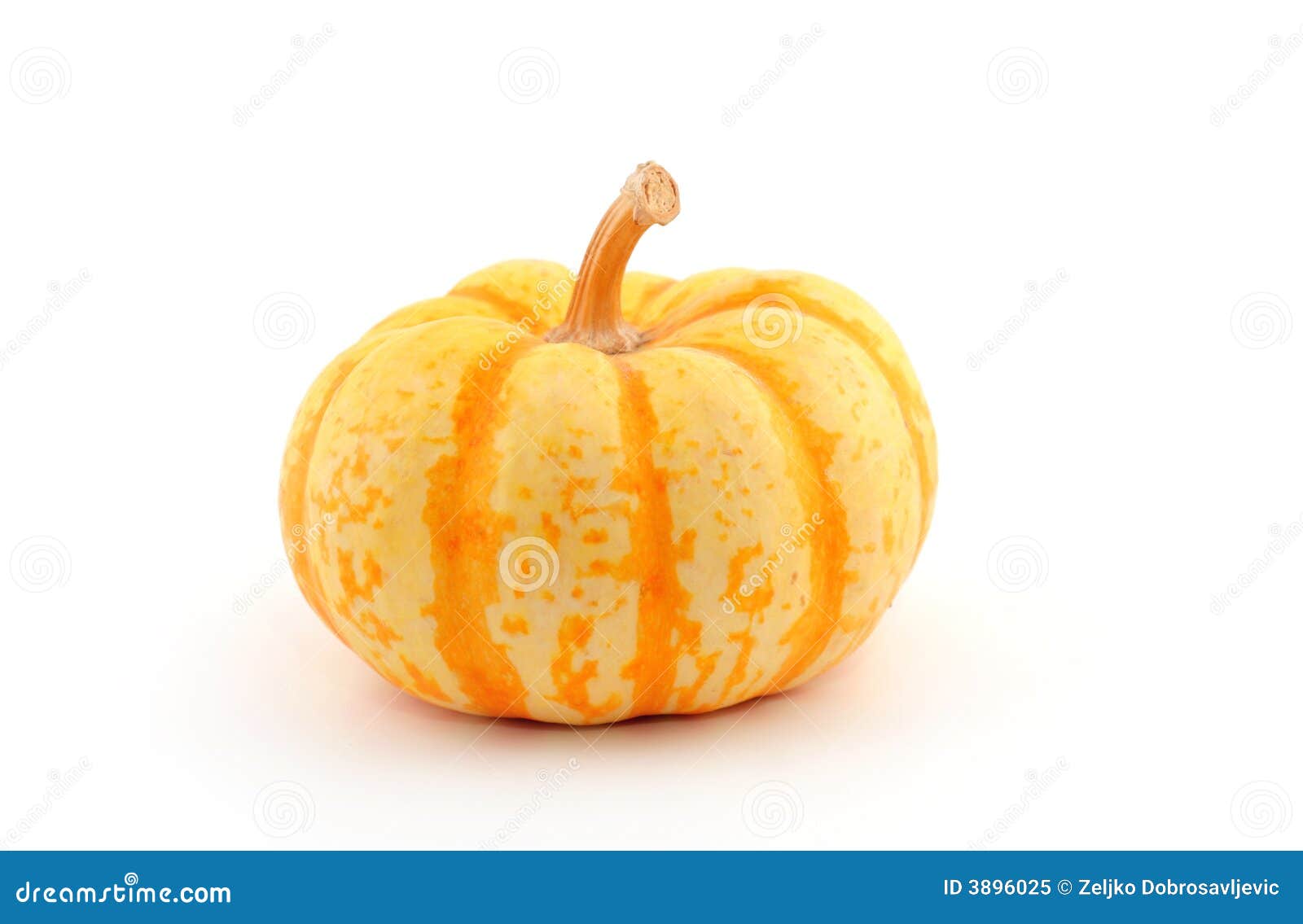 Pumpa fotografering för bildbyråer. Bild av tacksägelse - 3896025