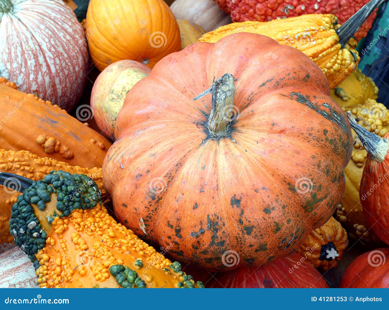 Pumpa fotografering för bildbyråer. Bild av hubbard, skräp - 41281253