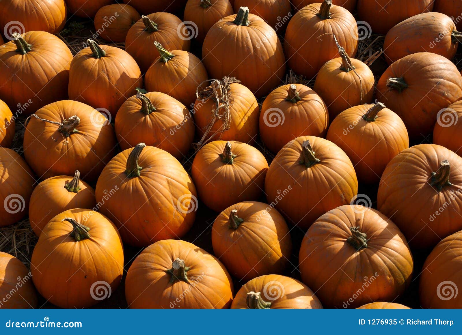 Pumpa Lappar Bild. Bild: 1276935