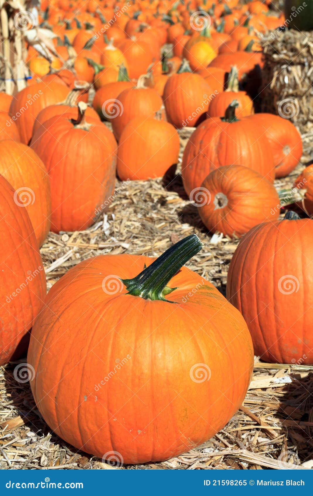 Pumpkin stock image. Image of season, decoration, vegetable - 21598265