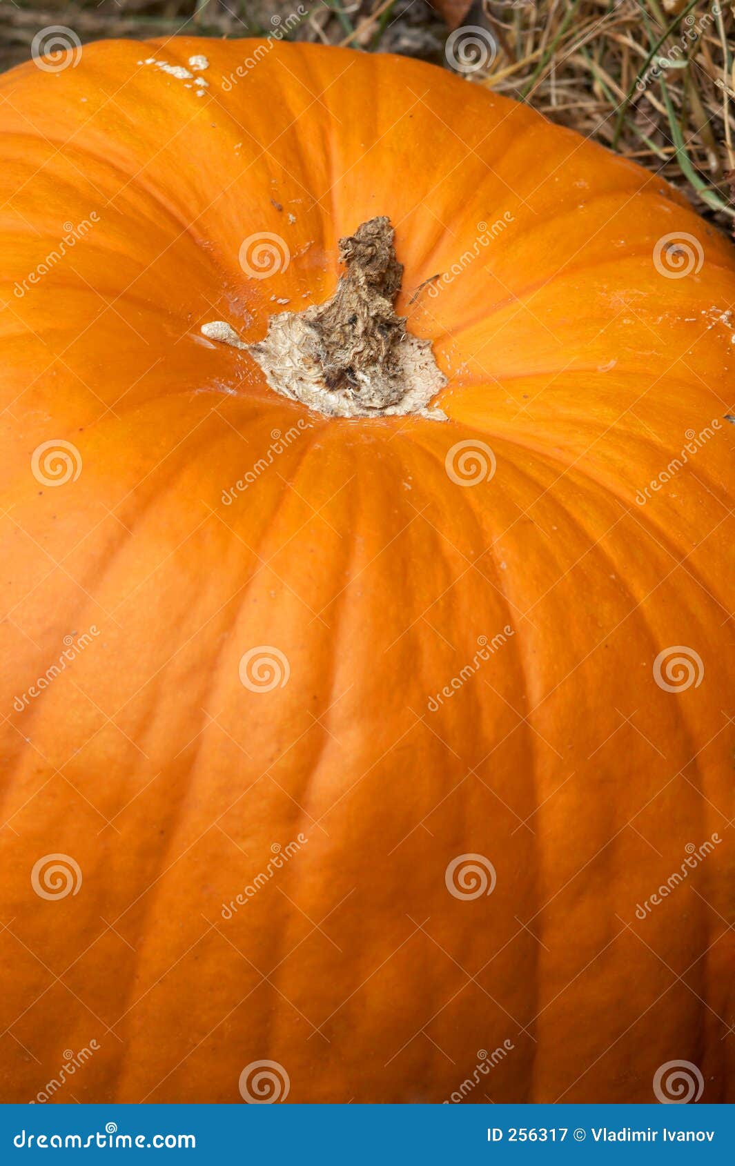 Pumpkin stock image. Image of harvest, health, produce - 256317