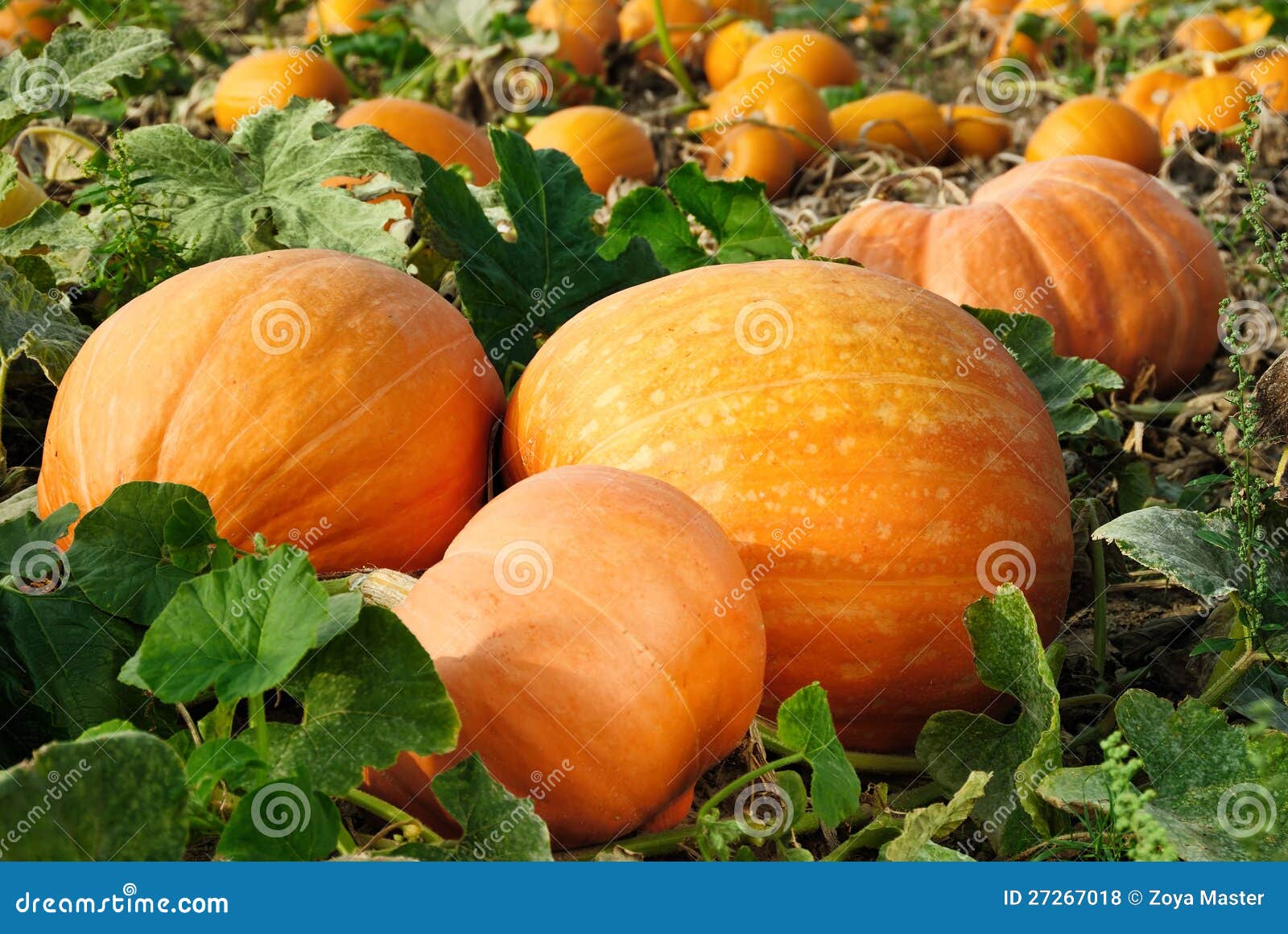 Pumpkin stock photo. Image of halloween, calabash, orange - 27267018