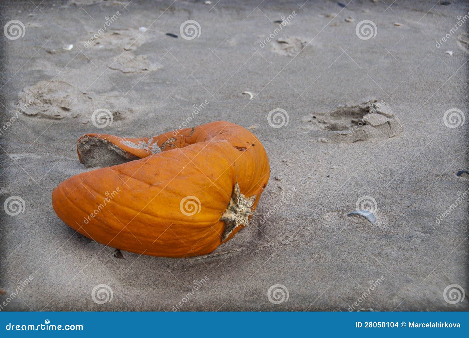 Pumpkin stock photo. Image of flushed, shell, broken - 28050104