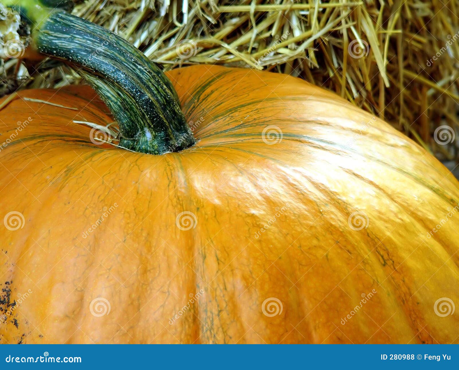 Pumpkin stock photo. Image of squash, orange, vegetable - 280988