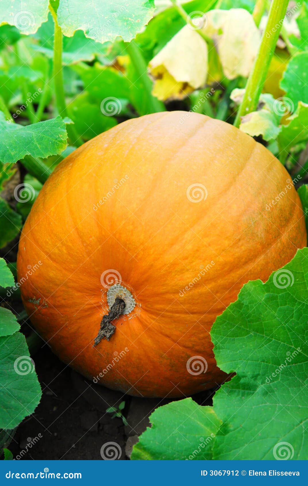 Pumpkin stock photo. Image of pumpkins, detail, pumpkin - 3067912