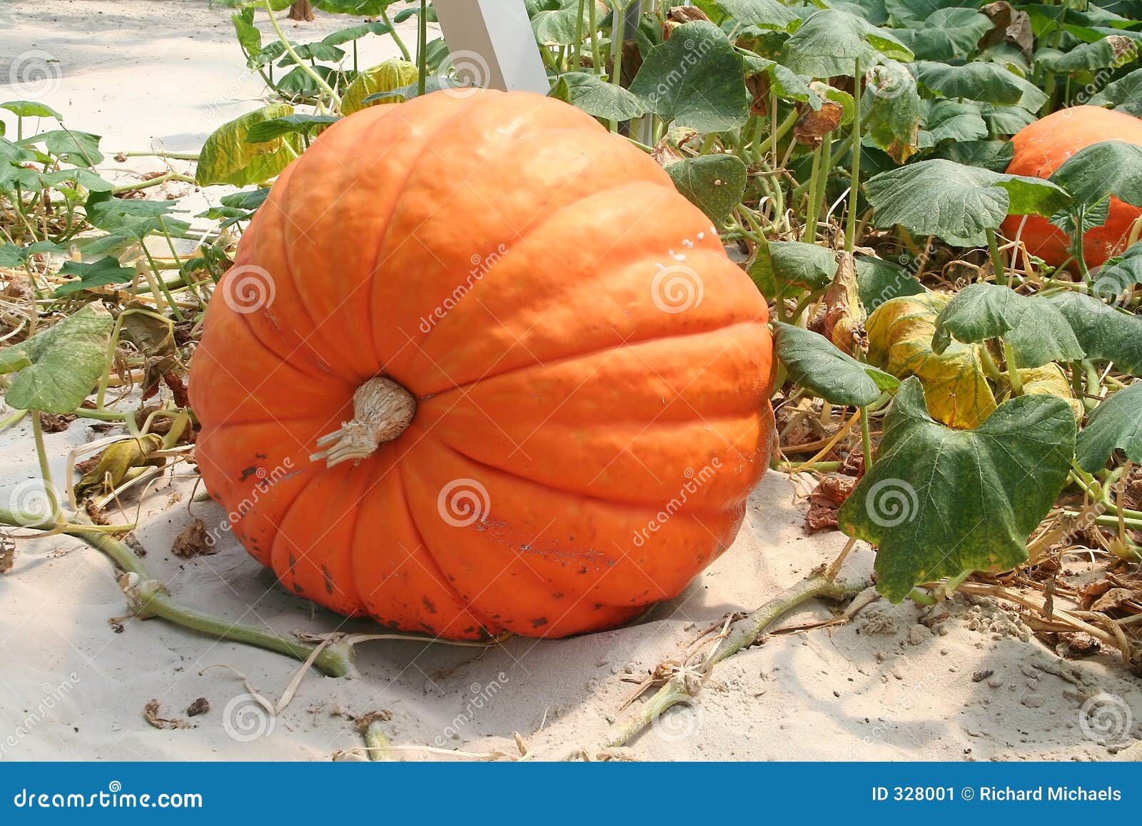 Pumpkin stock image. Image of halloween, pumpkin, thanksgiving - 328001