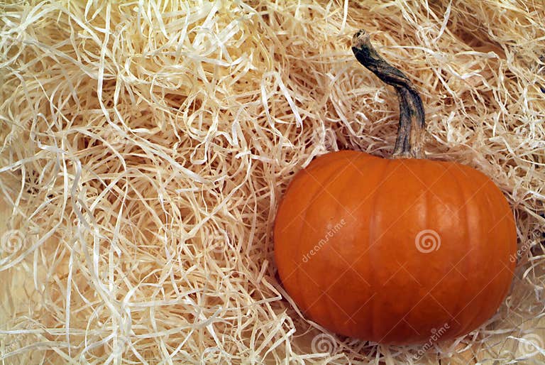 Pumpkin stock image. Image of thanksgiving, copy, november - 7226155