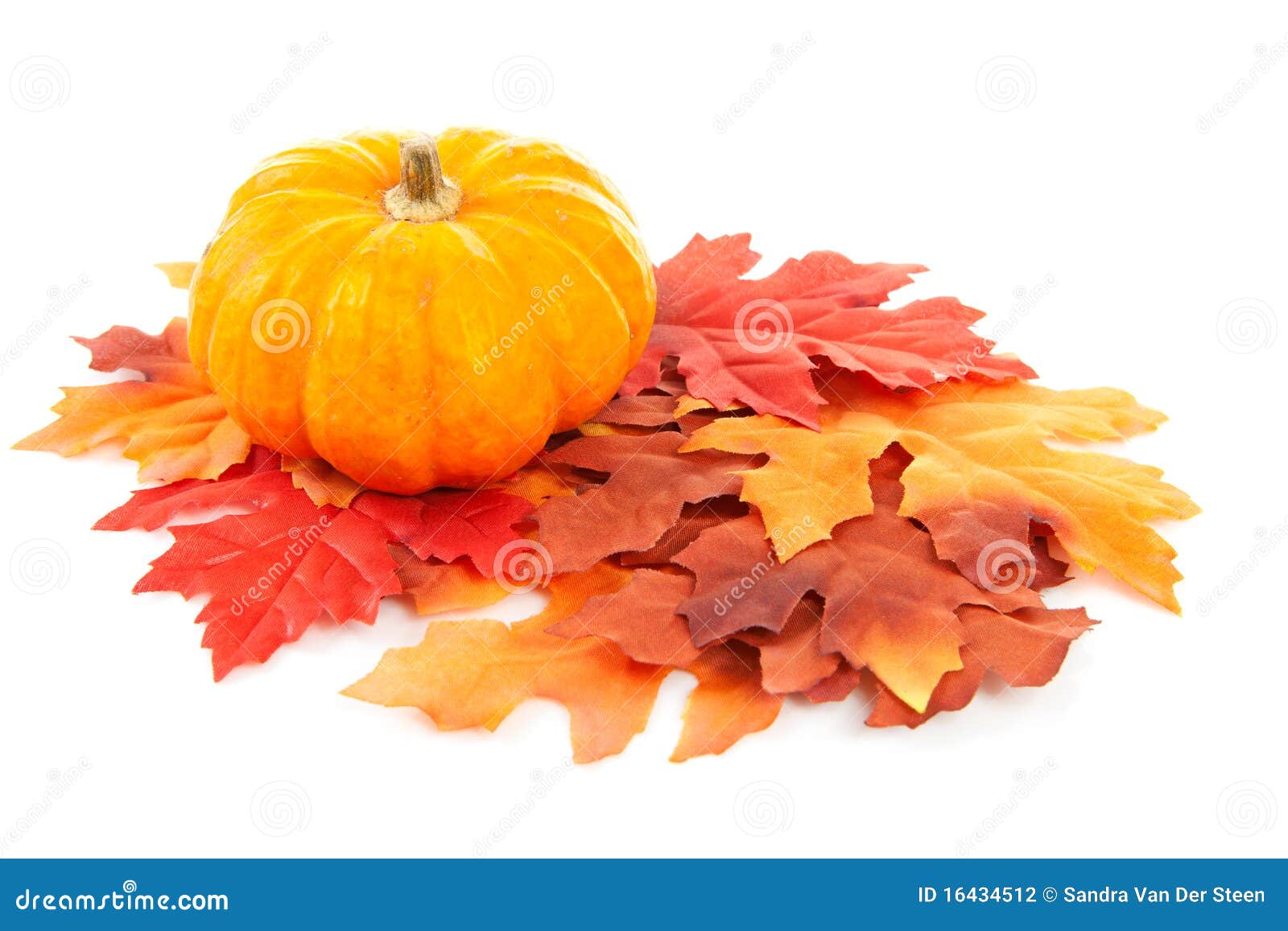 Pumpkin and autumn leaves stock photo. Image of isolated - 16434512