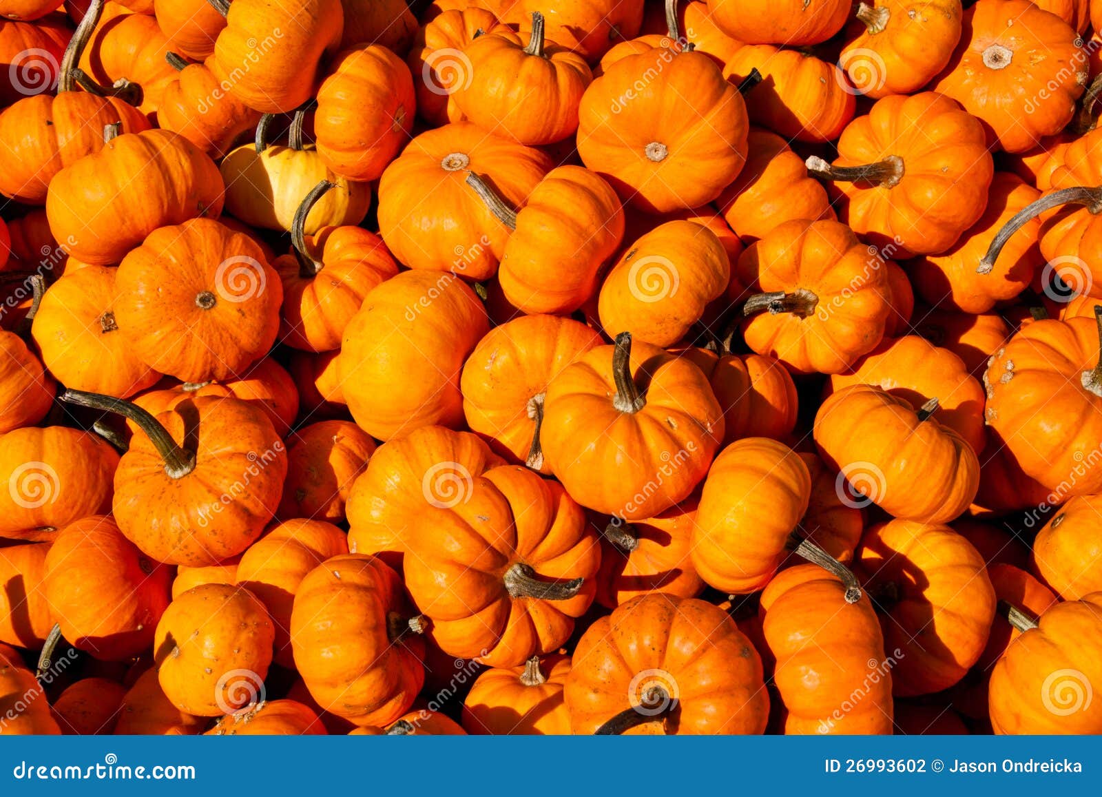 Big Red Pumpkin Background, Copy Space, Orange Giant Pumpkin Textur ...