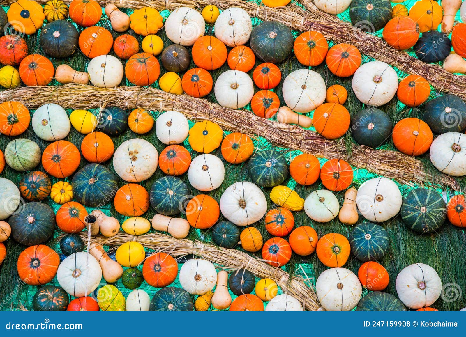 Many Pumpkin for Shown stock photo. Image of background - 247159908