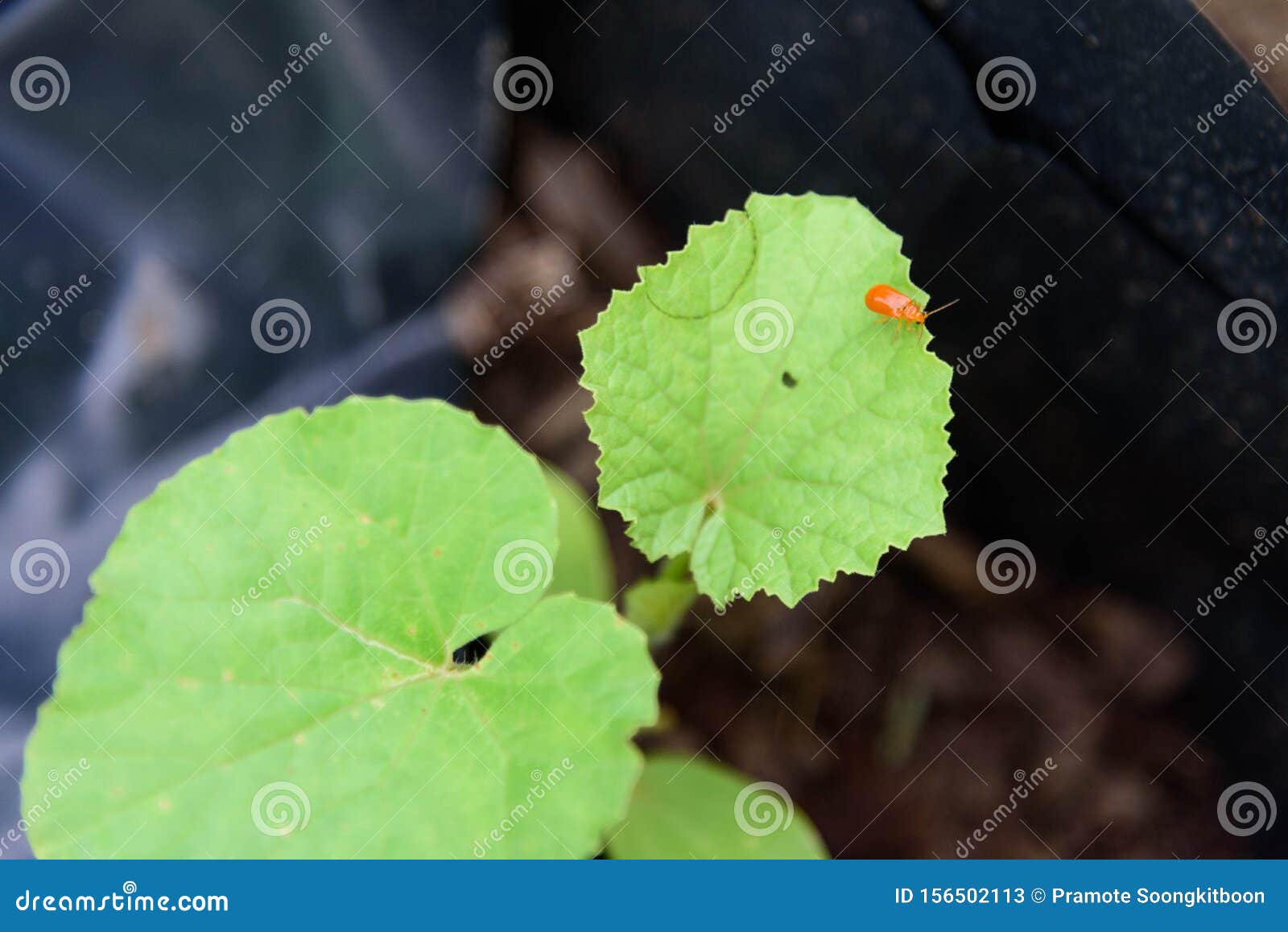 Pumpkin Beentle Cucurbit Leaf Beetle Stock Image - Image of close, crop ...