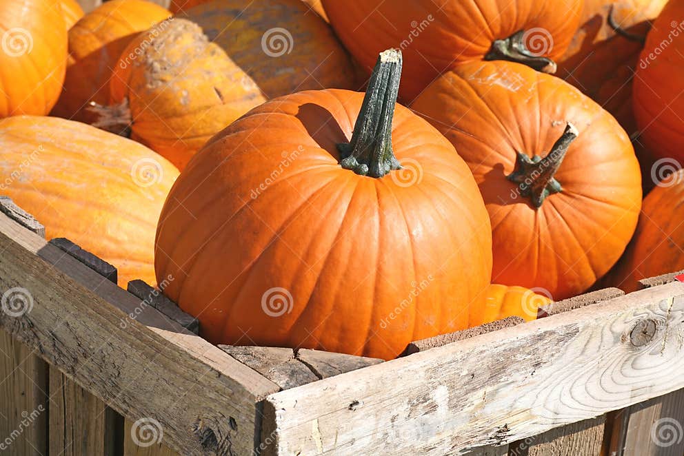 Pumpkin Bin stock photo. Image of thanksgiving, crop, orange - 6508750