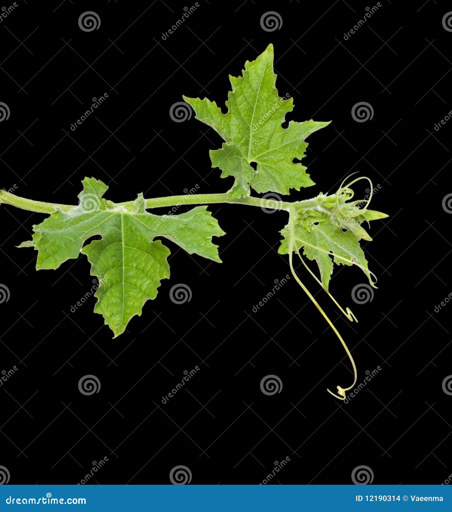 Pumpkin branch stock photo. Image of green, leaf, branch - 12190314