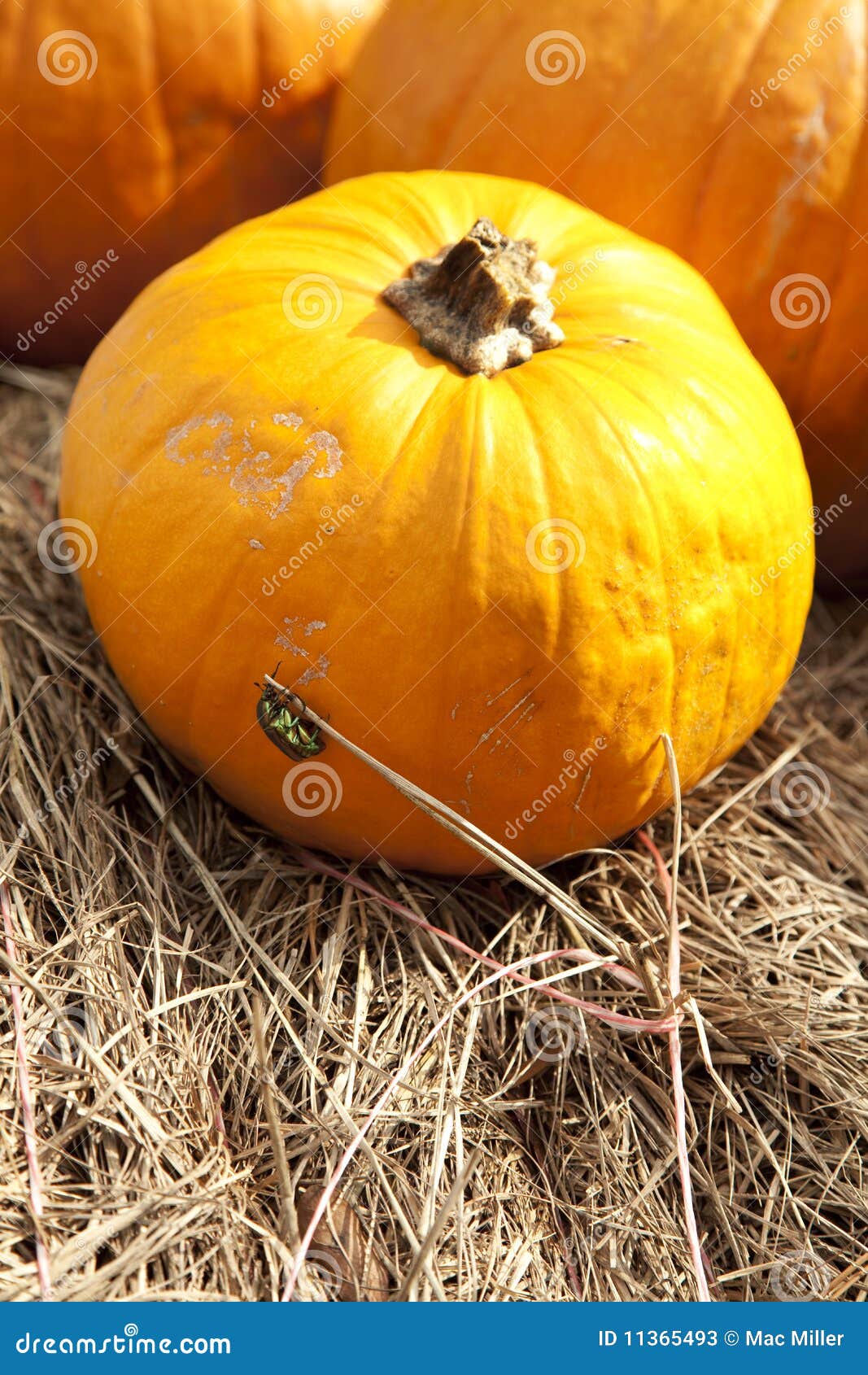 Pumpkin and Bug Thanksgiving Halloween Stock Image - Image of grow ...