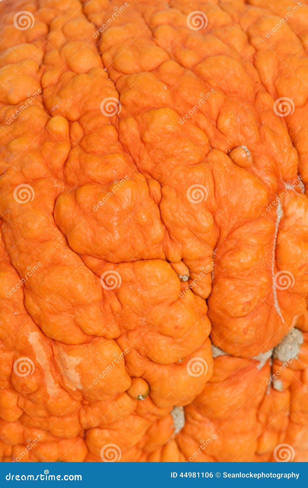 Pumpkin: Bumpy Texture Pumpkin Skin Stock Photo - Image of pumpkin ...