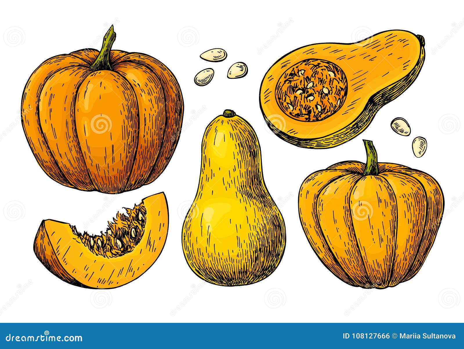 Butternut Squash Vector Illustration | CartoonDealer.com #2021406