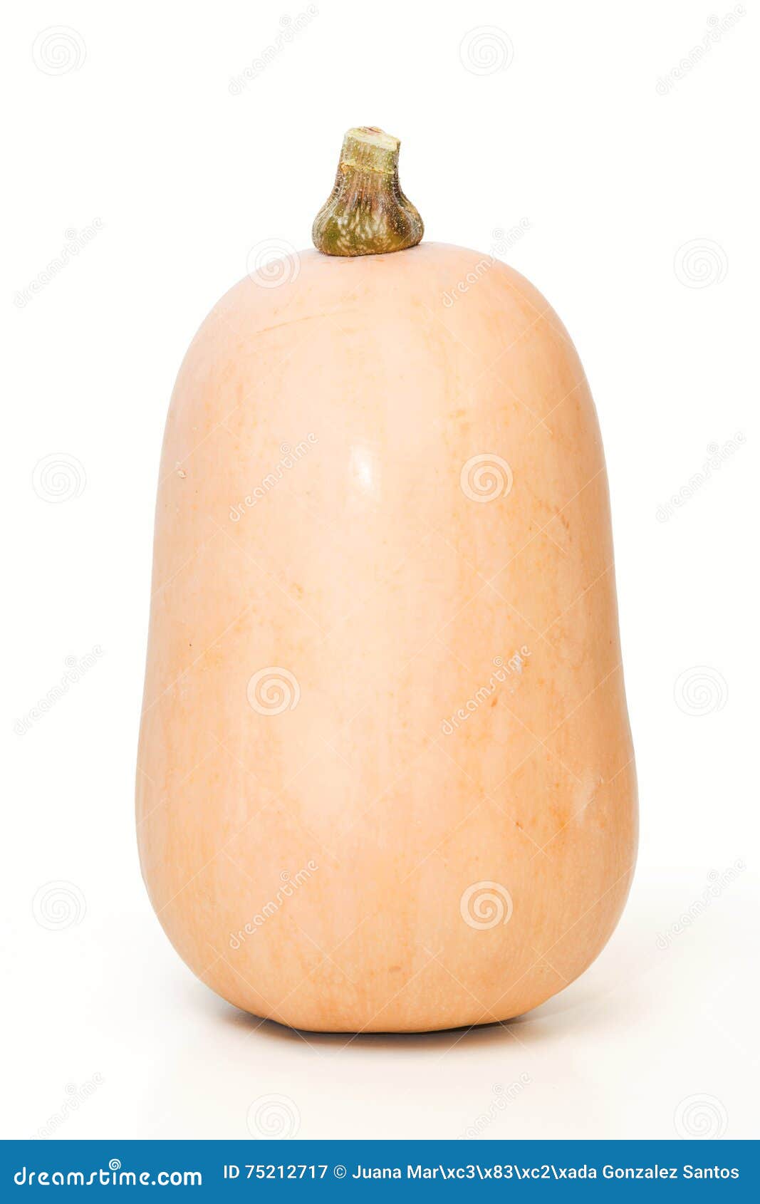 Pumpkin, butternut variety stock image. Image of patch - 75212717
