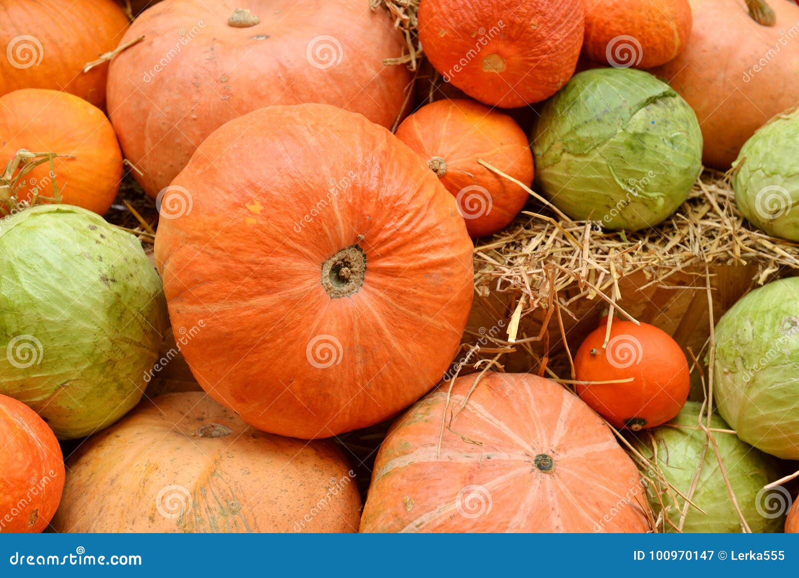 Pumpkin and Cabbage on Straw Stock Image - Image of assortment, organic ...