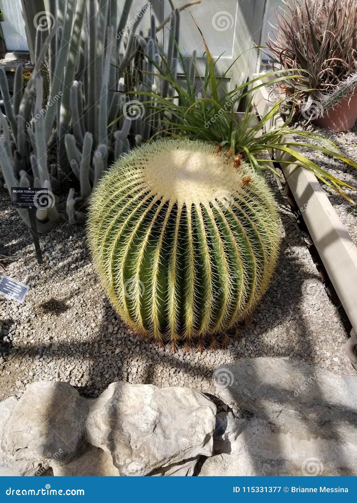 Pumpkin Cactus stock image. Image of botanical, cactus - 115331377
