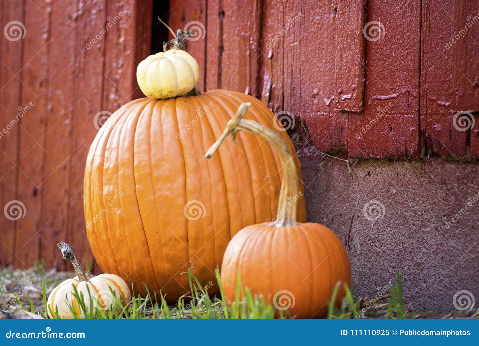 Pumpkin, Calabaza, Cucurbita, Winter Squash Picture. Image: 111110925