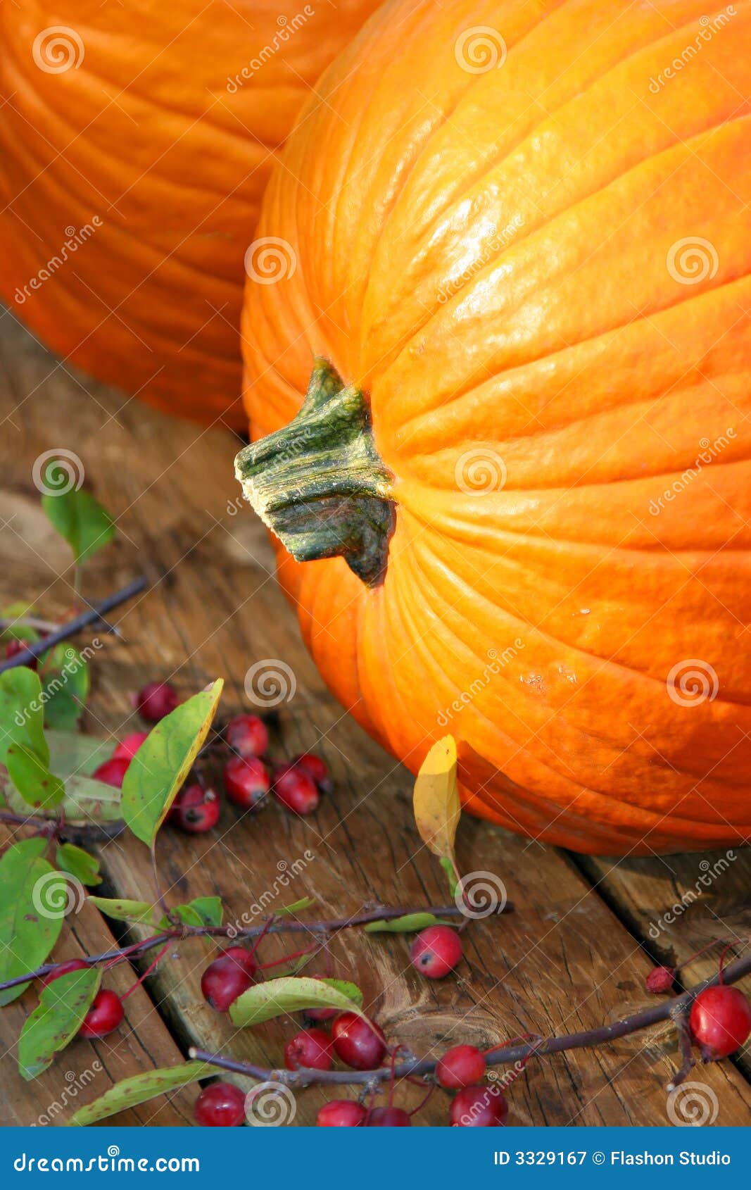 Pumpkin Close-up stock image. Image of squash, market - 3329167