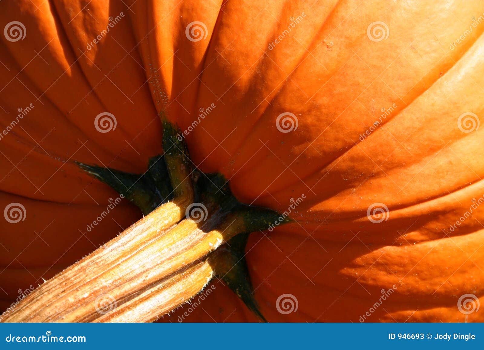 Pumpkin Close-Up stock image. Image of pilgrims, stalks - 946693