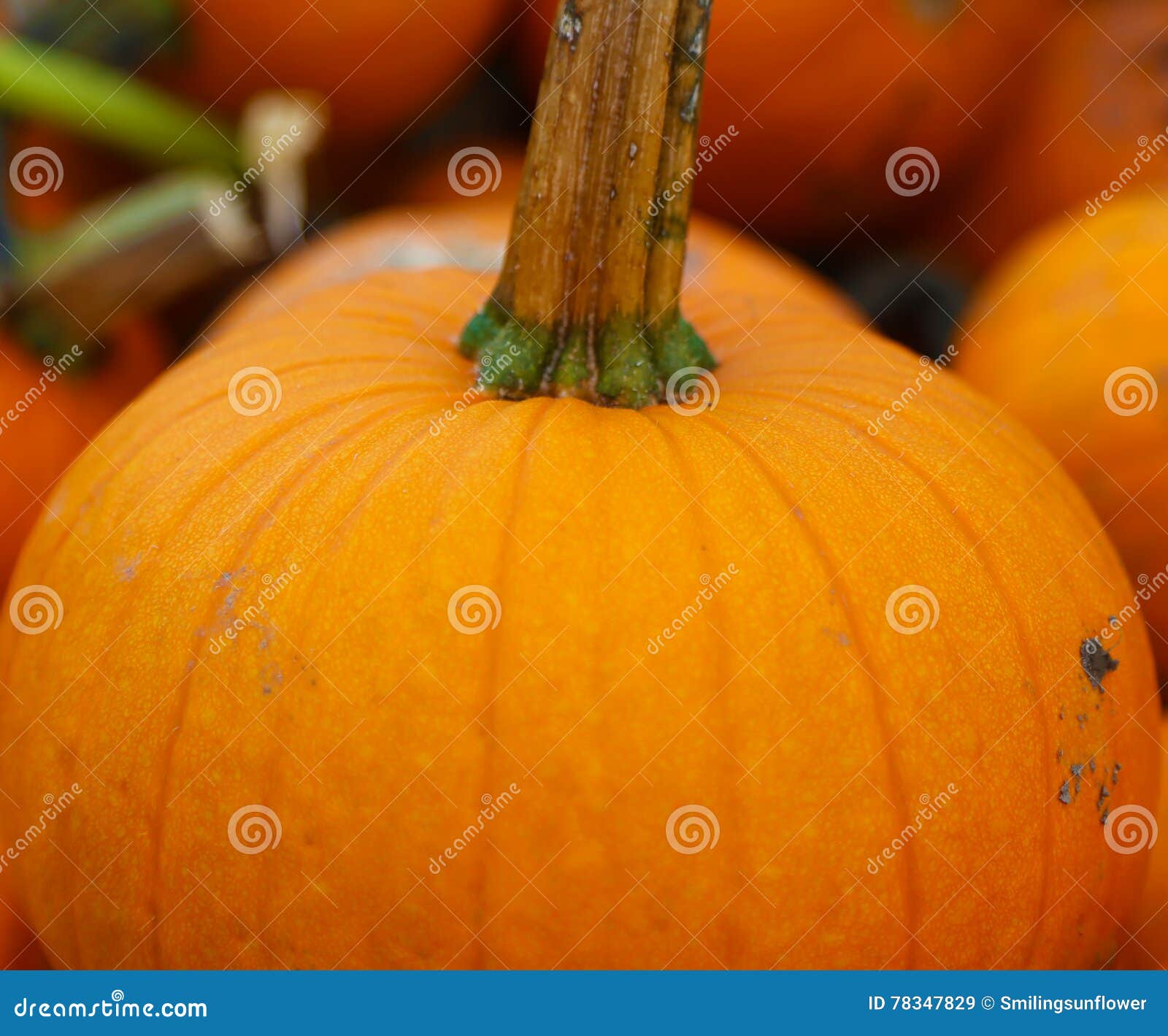 Pumpkin Close-up stock image. Image of macro, pile, multicolored - 78347829