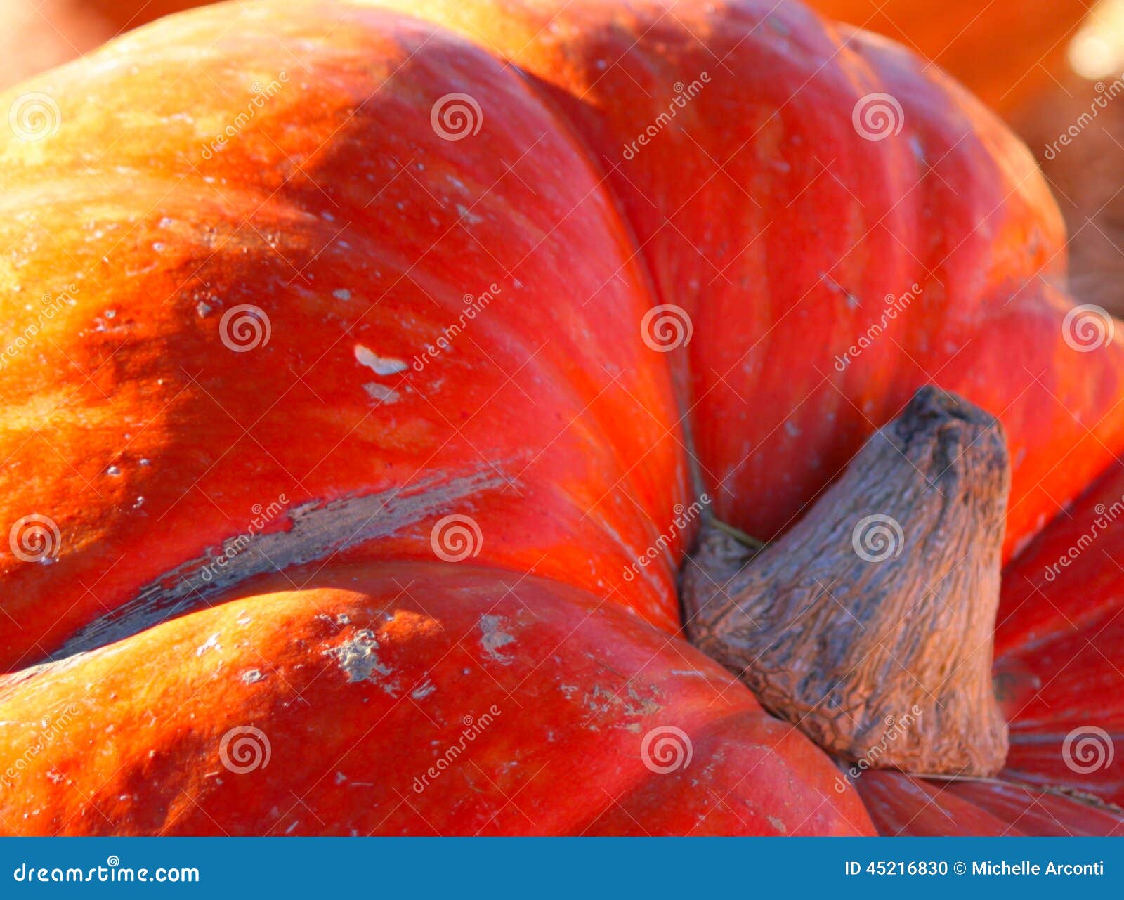 Pumpkin stock photo. Image of texture, close, orange - 45216830