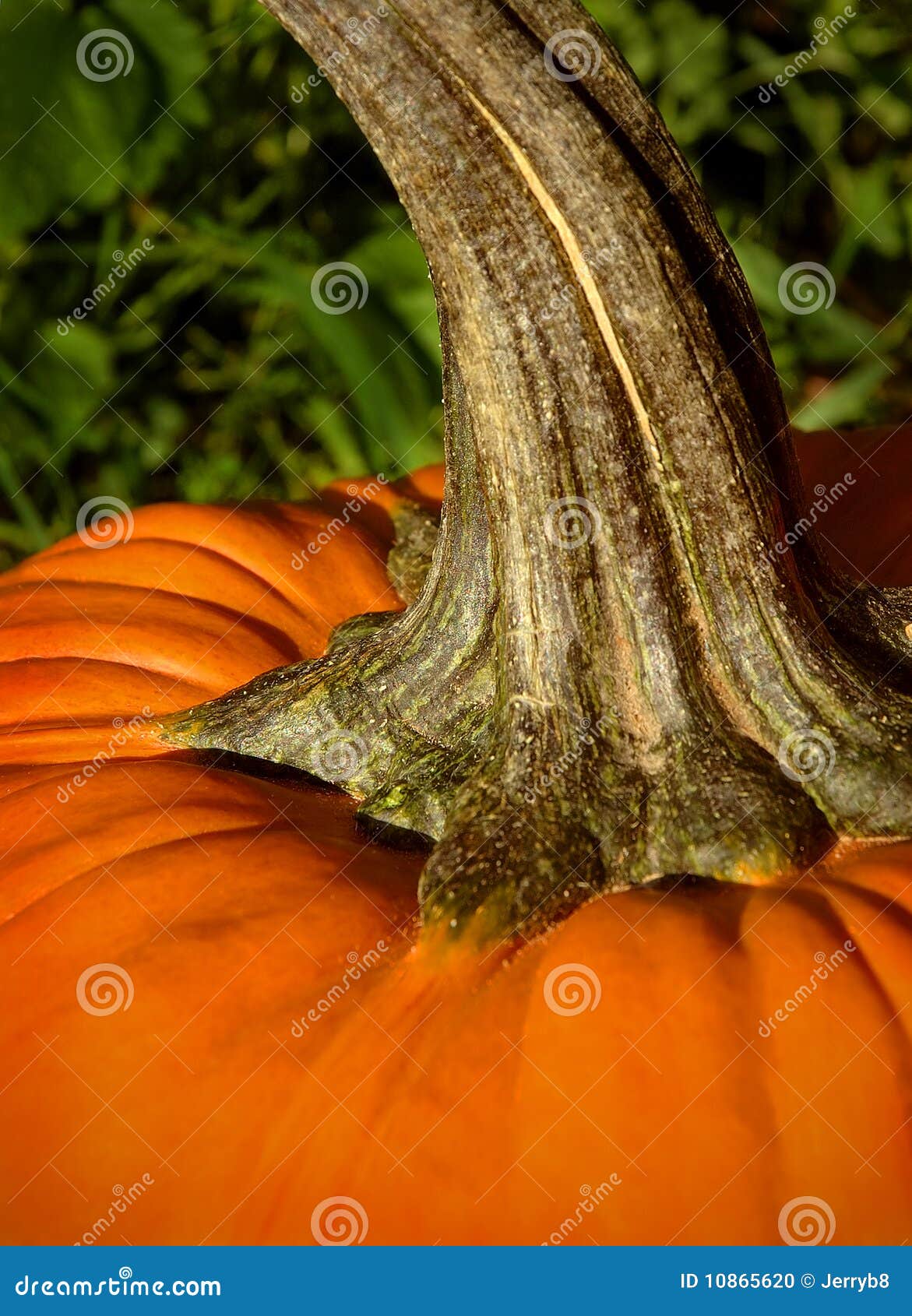 Pumpkin Closeup stock photo. Image of stem, orange, ingredient - 10865620