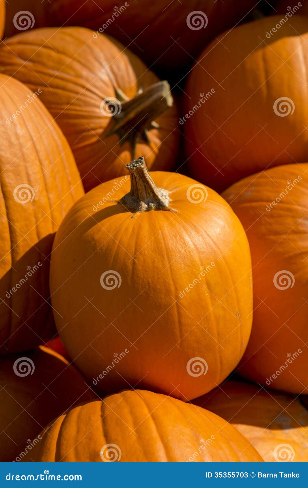 Pumpkin closeup stock image. Image of season, autumn - 35355703