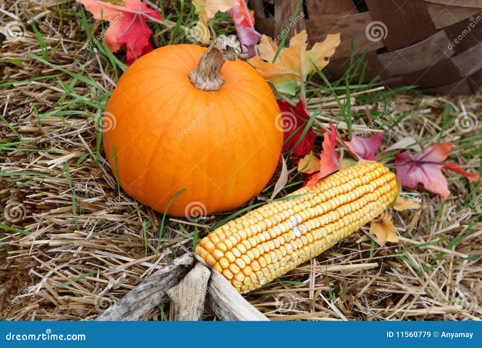 Pumpkin and corn stock image. Image of corn, straw, fall - 11560779