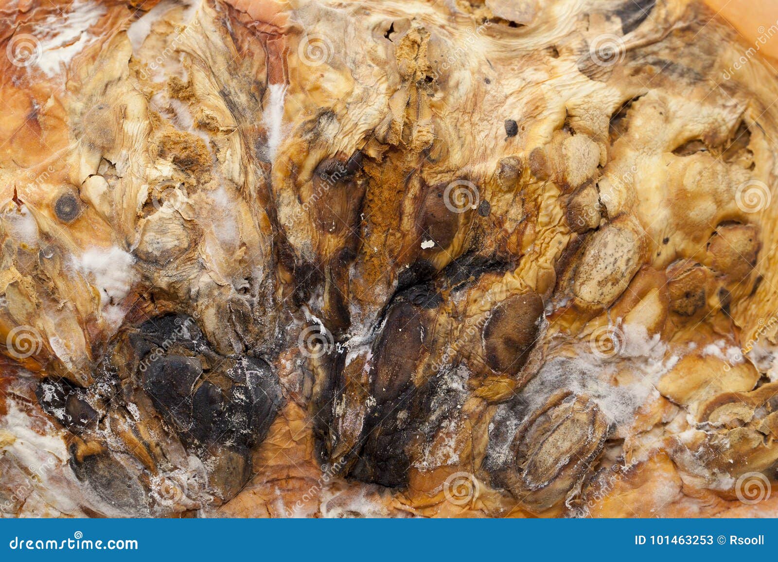 Pumpkin covered with mold stock image. Image of herb - 101463253