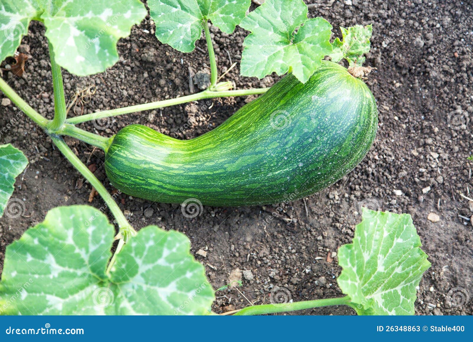 Pumpkin crop stock image. Image of foliage, food, leaf - 26348863