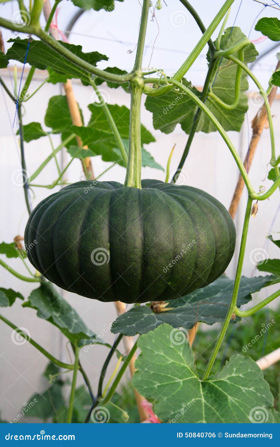 Pumpkin crop stock photo. Image of farm, plant, agriculture - 50840706