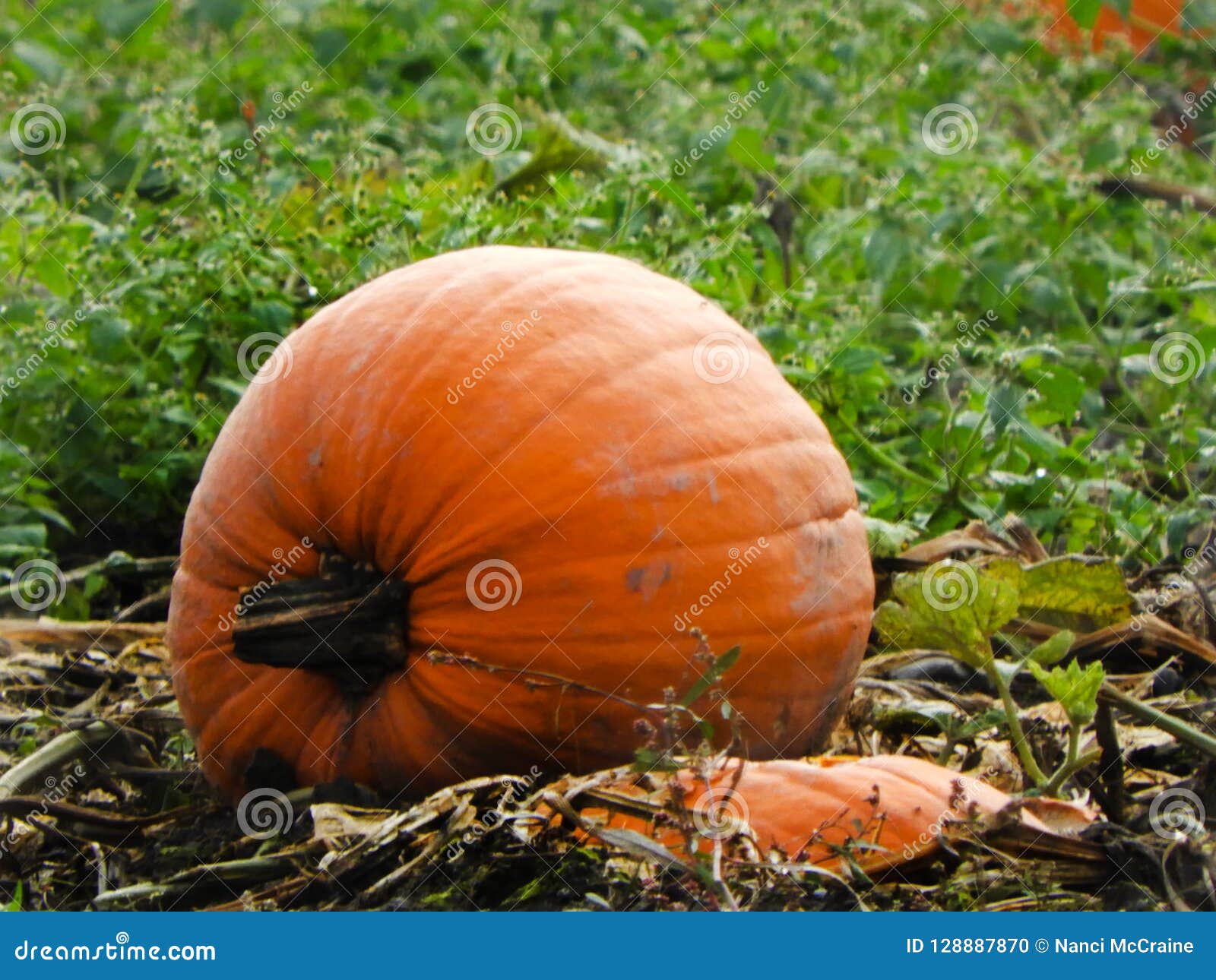 Pumpkin Crop Grows in the Field in NYS Stock Photo - Image of ...