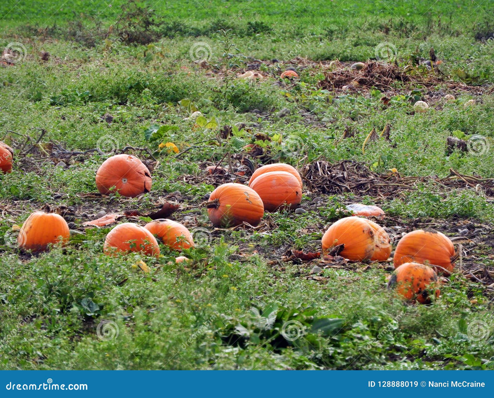 Pumpkin crop in farm field stock image. Image of symbolic - 128888019