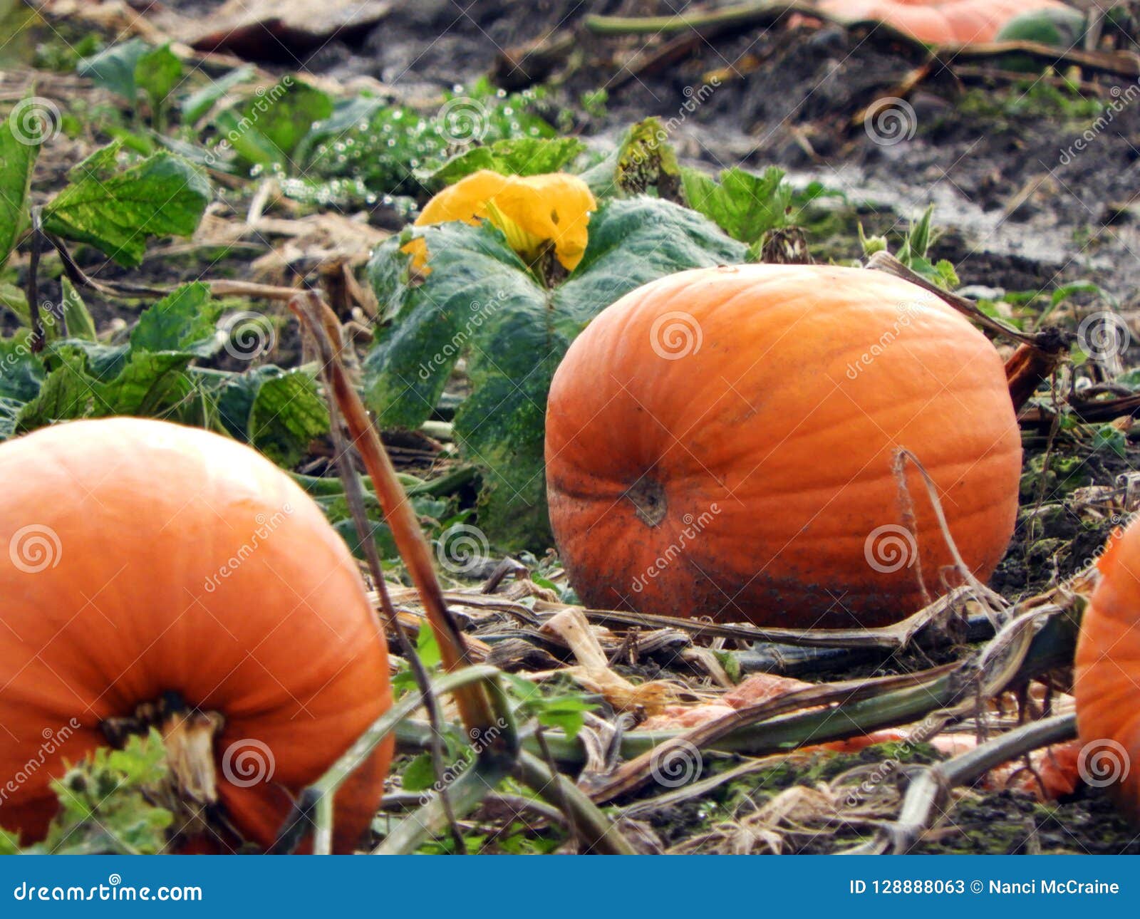 Pumpkin Crop and Flower Bloom in a Farm Field Stock Image - Image of ...
